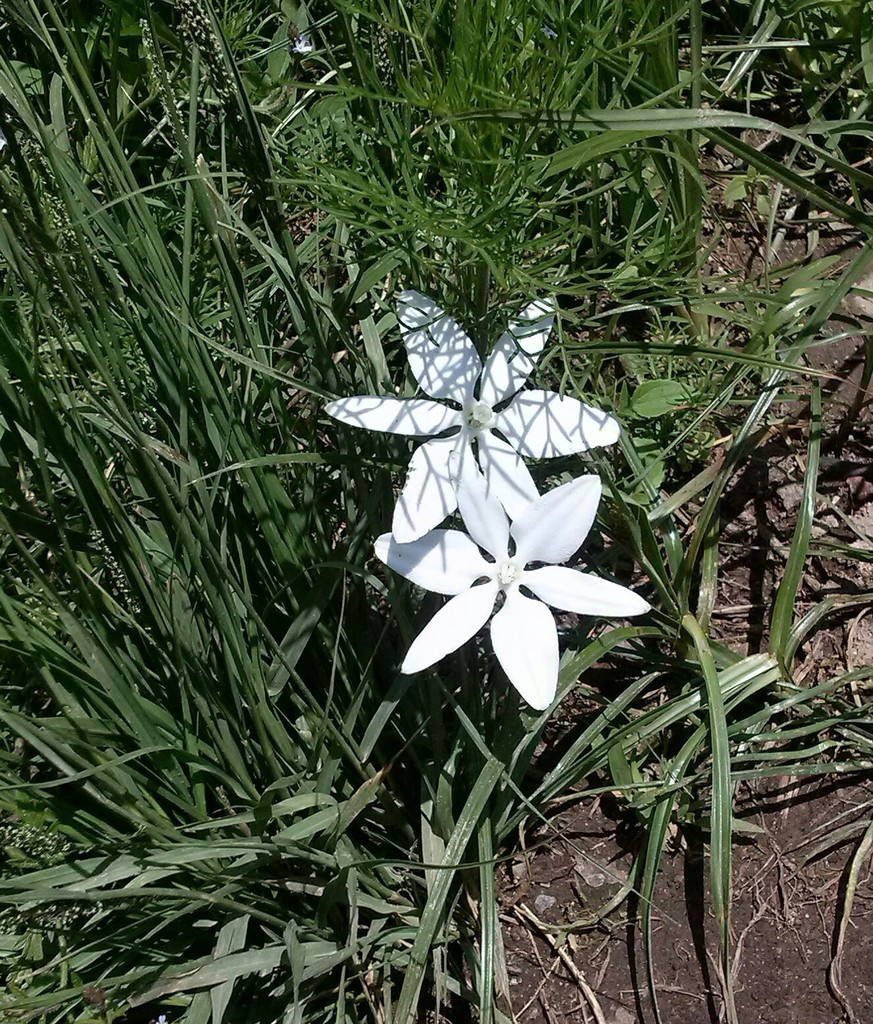Mexican star (Milla biflora) - Botanical Realm