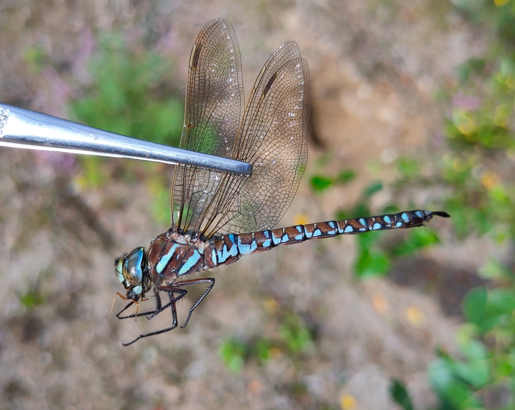 Sedge Darner from Ленинградская обл., Россия, 188850 on August 6, 2020 ...