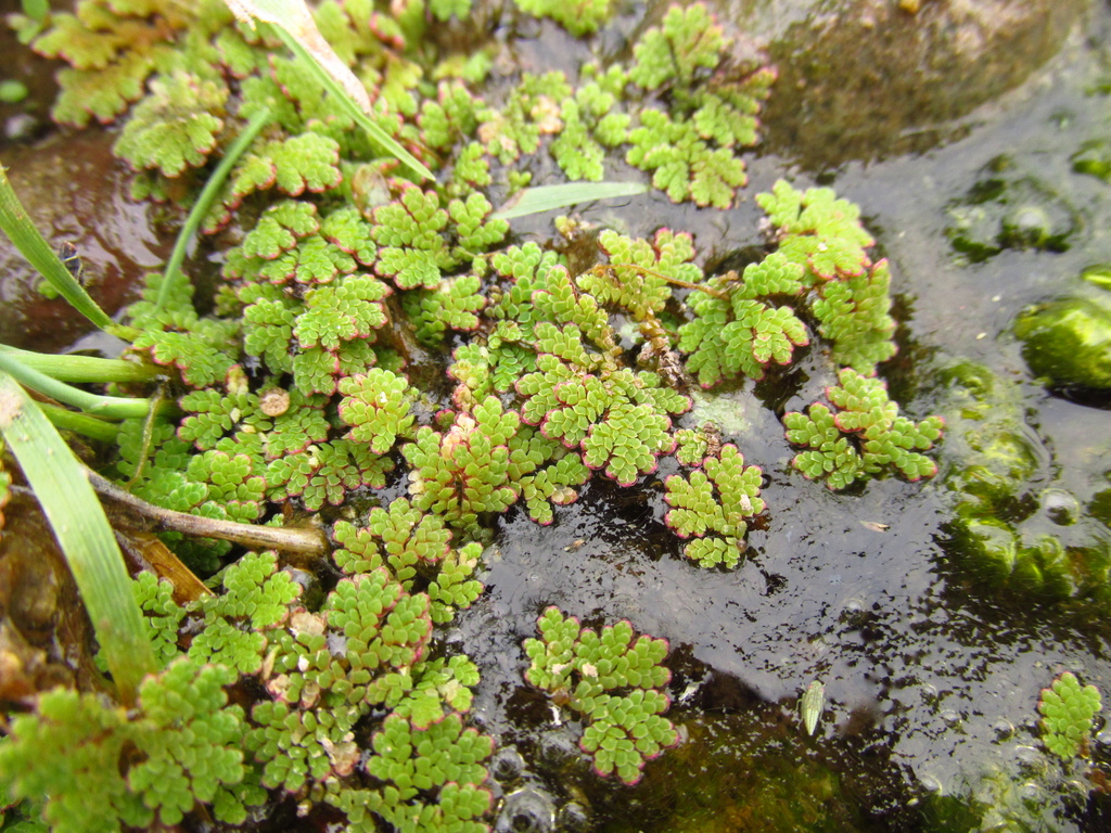 water fern from Rio Mala, Cañete, Lima, Perú on February 6, 2016 at 05: ...