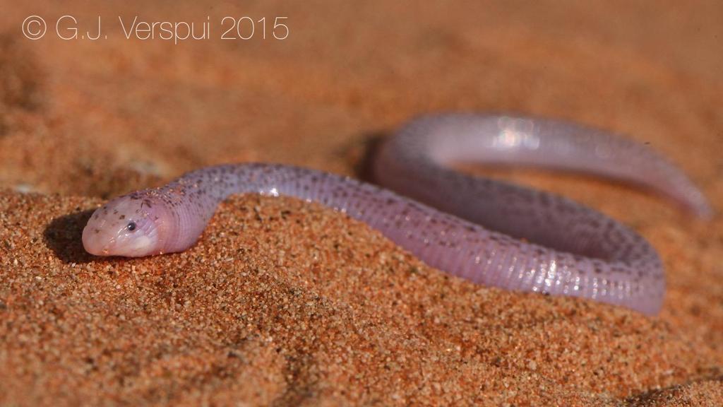 Amphisbaenians (Amphisbaenia) - Snakes and Lizards