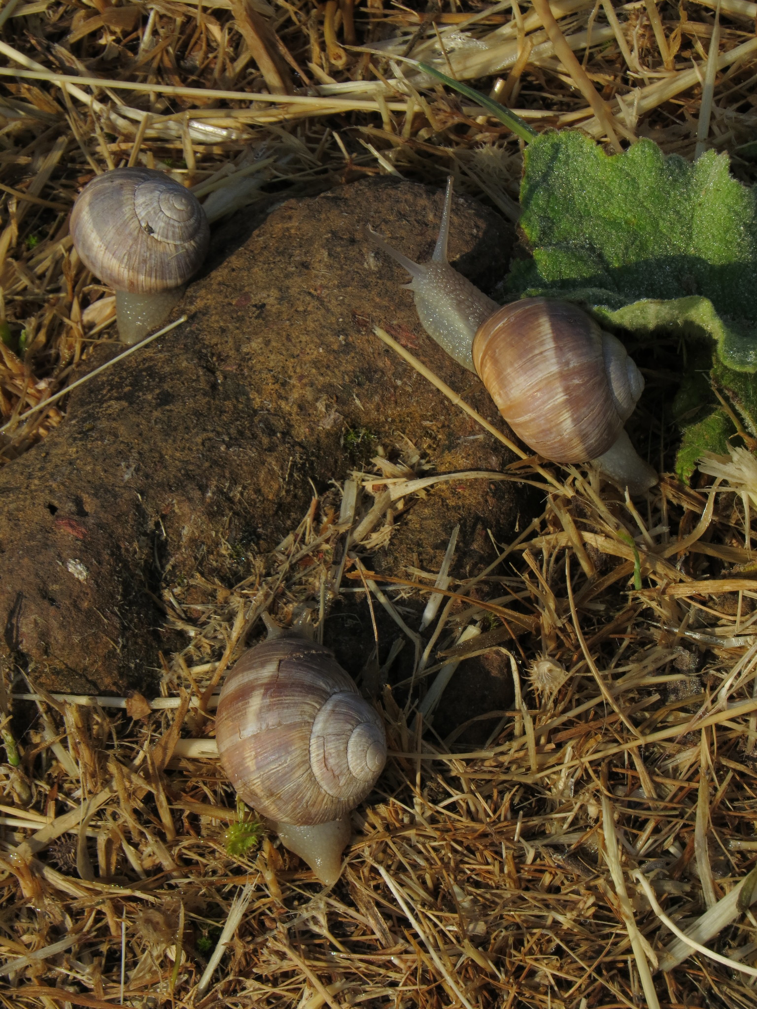 Helix cincta O.F.Müller, 1774
