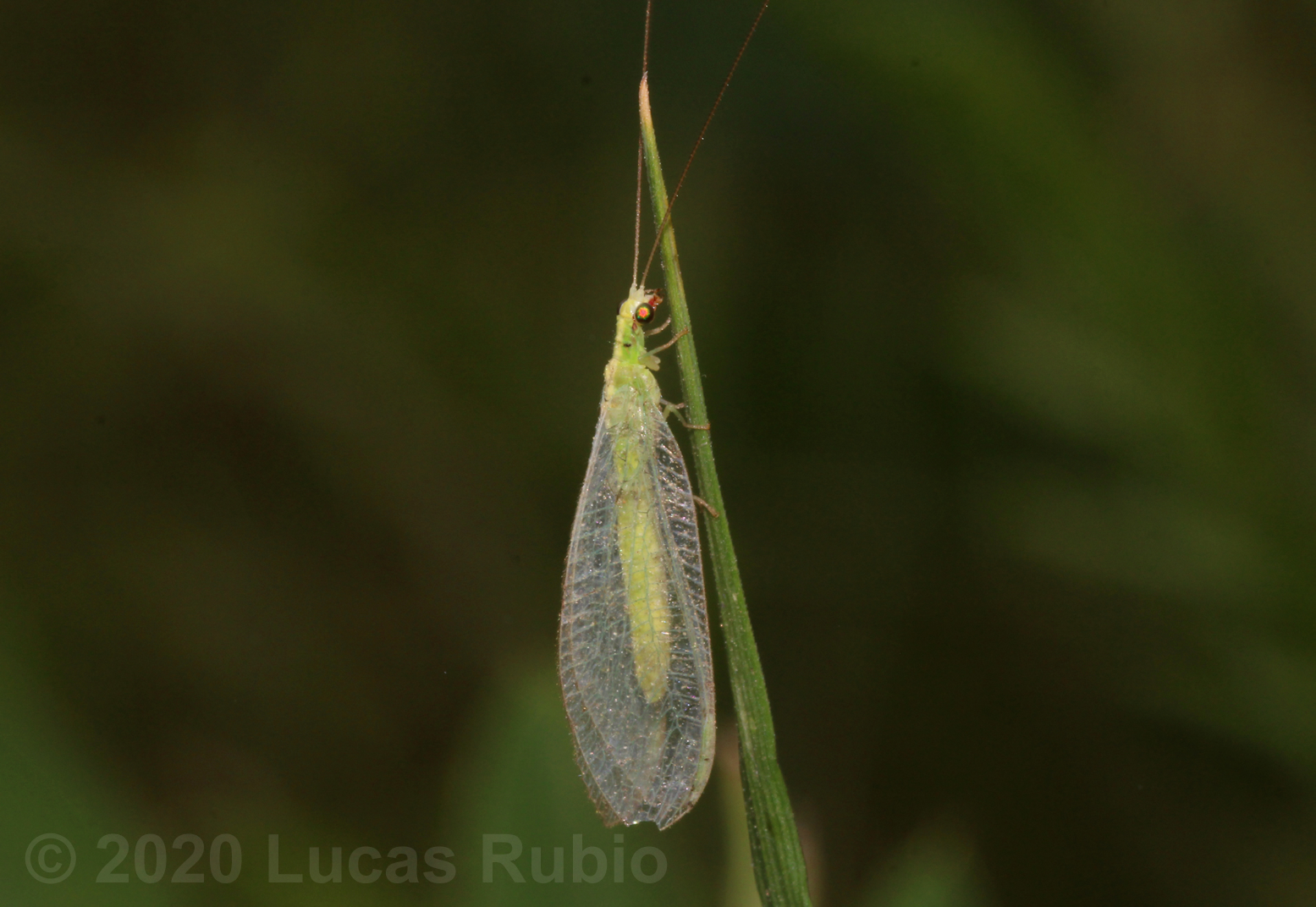 Chrysoperla externa (Hagen, 1861)