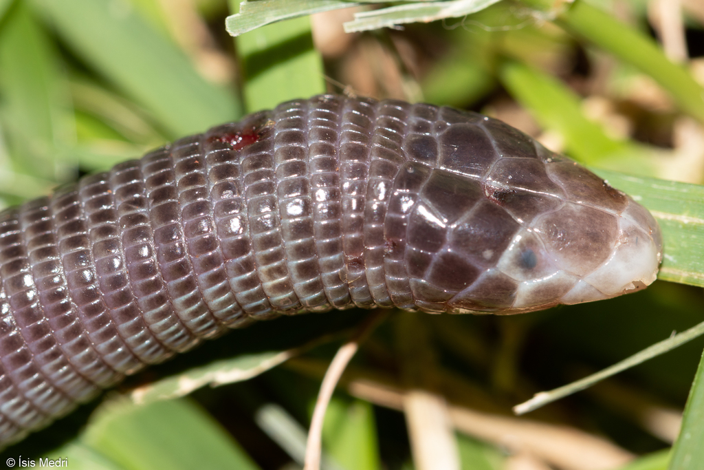(Amphisbaena) - Snakes and Lizards