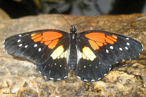 Gaudy Checkerspot (List of Butterflies and Moths Available or ...
