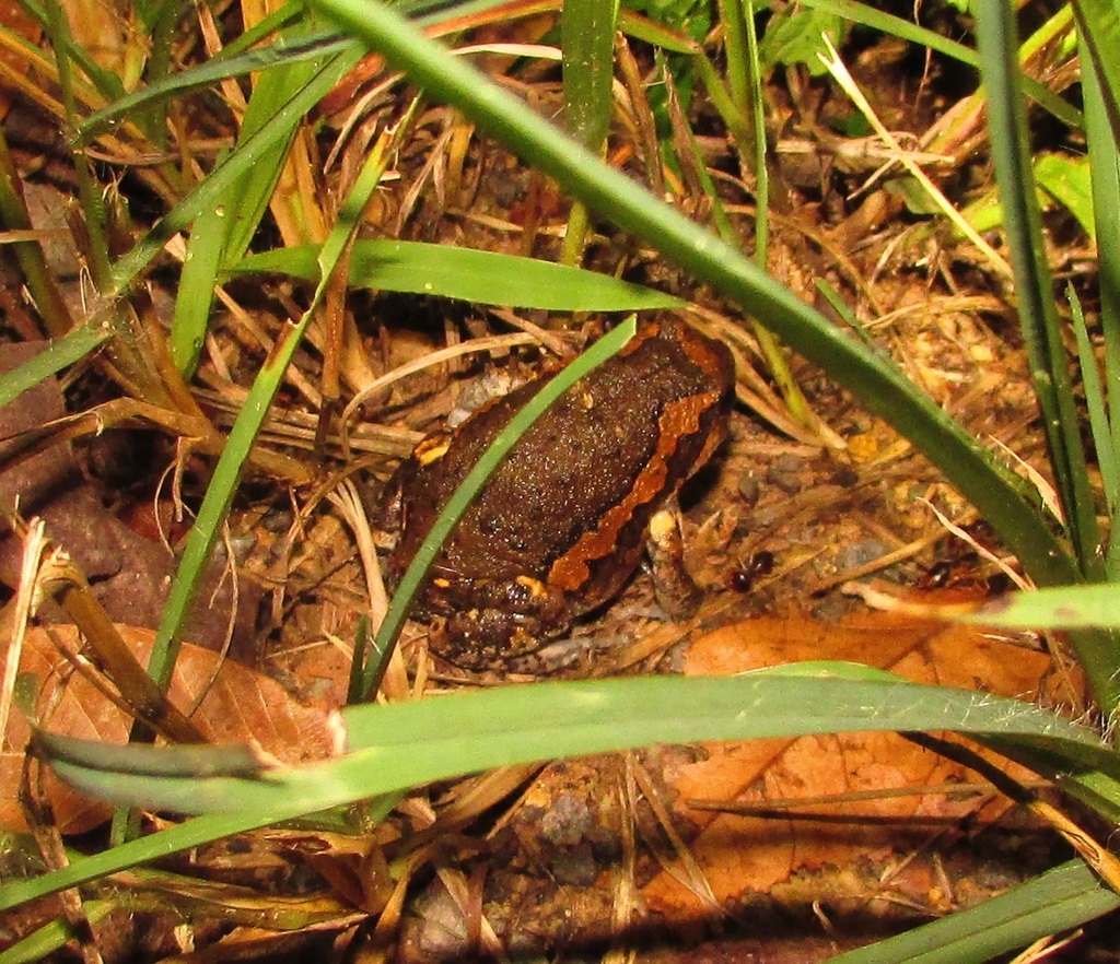 Asian Painted Frog from 27000 Kuala Tahan, Pahang, Malesia on August 27 ...