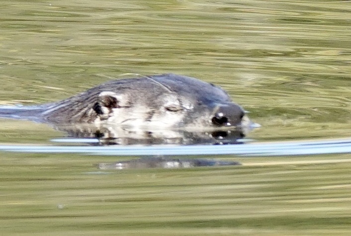 North American River Otter from Indian Valley Open Space Preserve ...