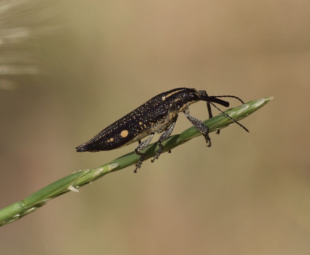 Two-Spotted Weevil from Cherry Gardens Road, Cherry Gardens, SA, AU on ...