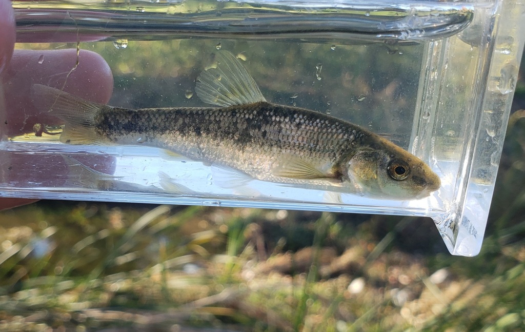 Central Stoneroller from North Central, Carrollton, TX, USA on November ...