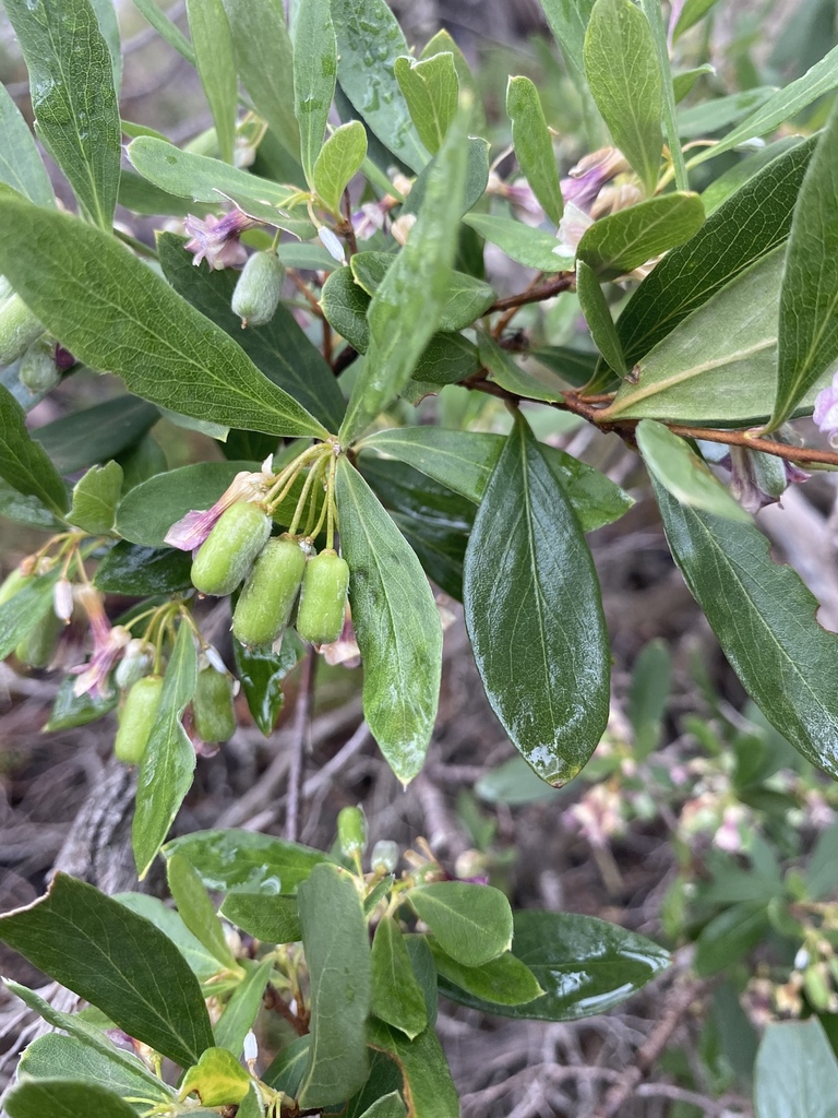 Sweet Appleberry (Billardiera versicolor) - Botanical Realm