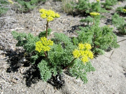 turpentine wavewing (Pteryxia terebinthina) · iNaturalist