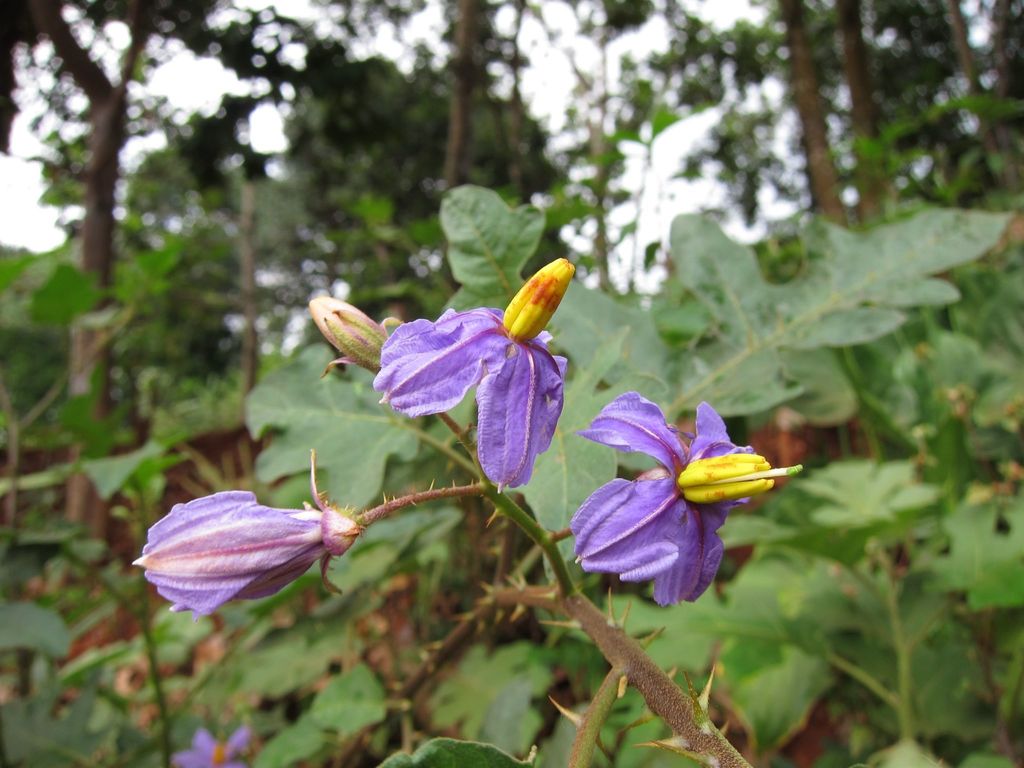 Solanum richardii from Vangaindrano, Fianarantsoa, Madagascar on ...