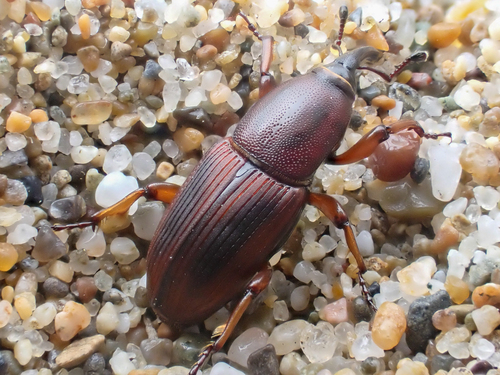 Simple Billbug Weevil (Sphenophorus simplex)