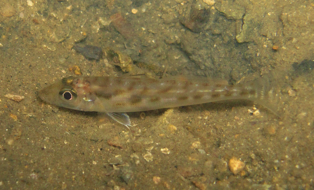 Oriental Trumpeter Whiting (Sillago aeolus) - Marine Life Identification