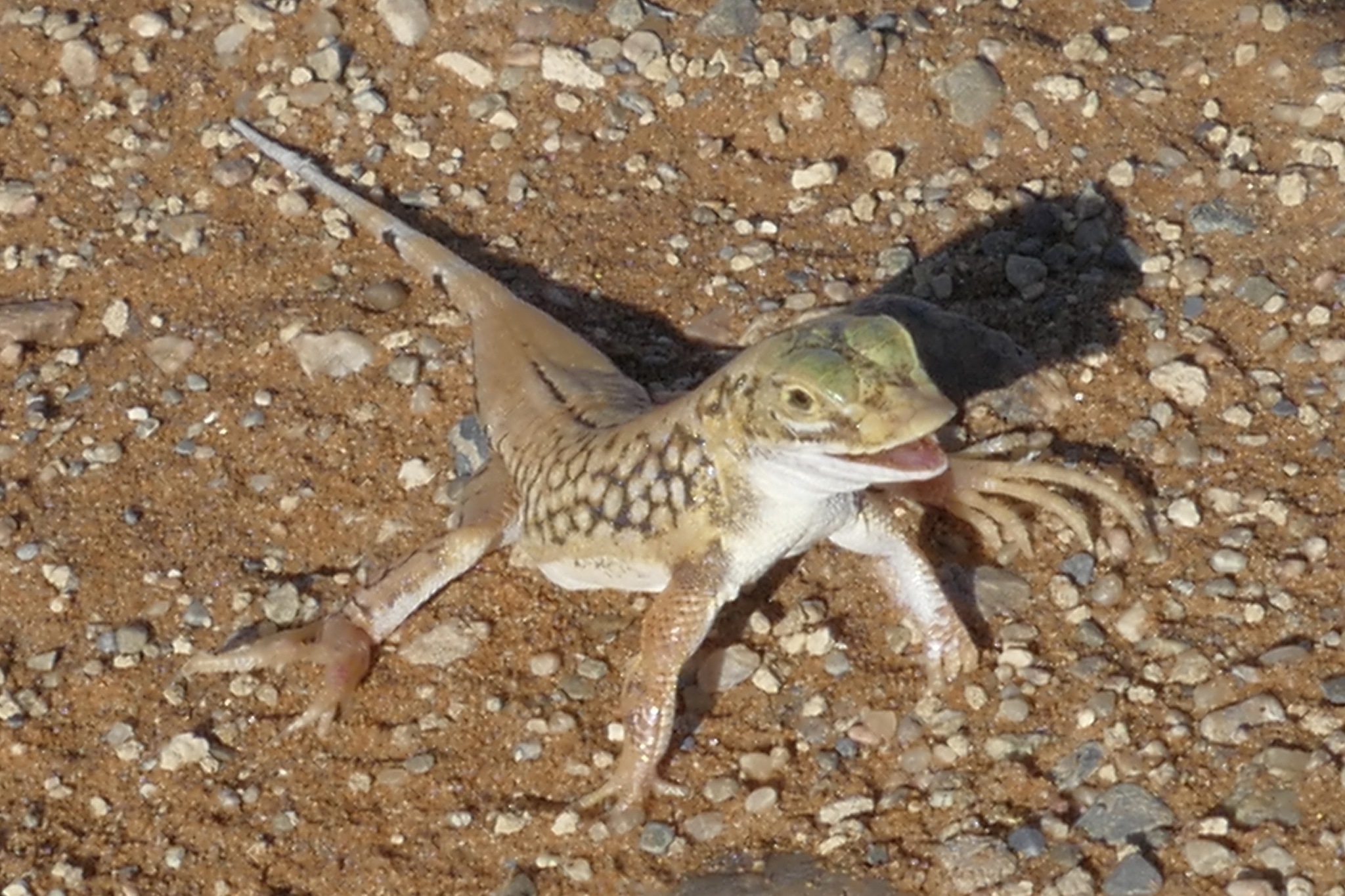 Meroles anchietae (Bocage, 1867)