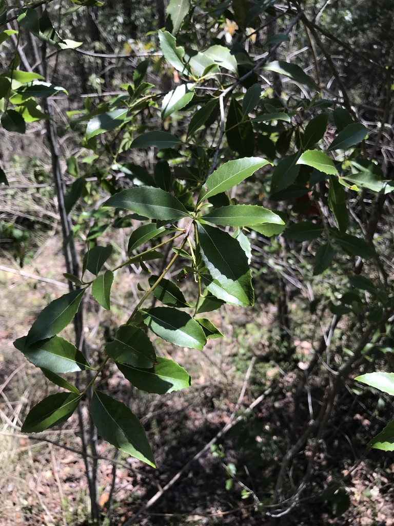 Denhamia bilocularis from Toowoomba North-East, Mount Lofty, QLD, AU on ...