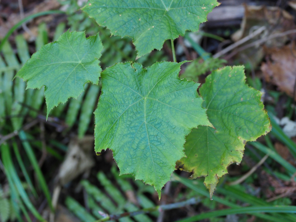 (Rubus peltatus) - Botanical Realm