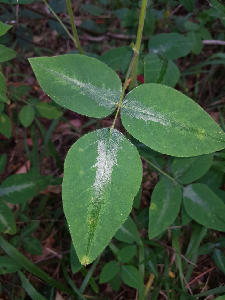 Silverleaf Desmodium (Desmodium uncinatum) - Botanical Realm