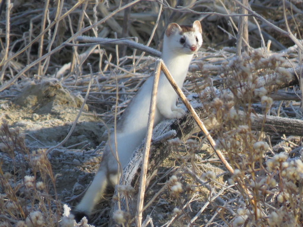 Long-tailed Weasel from Davis County, UT, USA on November 22, 2020 at ...