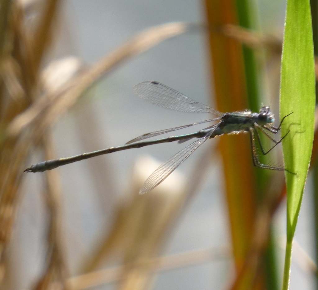 Lestes vigilax (Swamp Spreadwing) (Dragonflies and Damselflies of ...