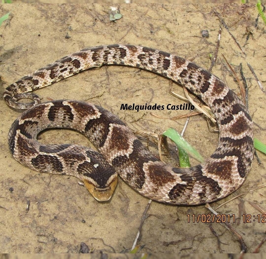 False Fer-de-lance from Donoso, Panamá on February 11, 2011 at 12:12 PM ...