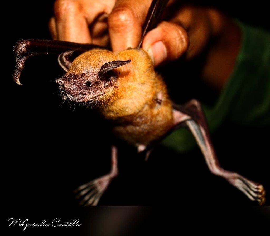 Greater Bulldog Bat (Noctilio leporinus) - Know Your Mammals