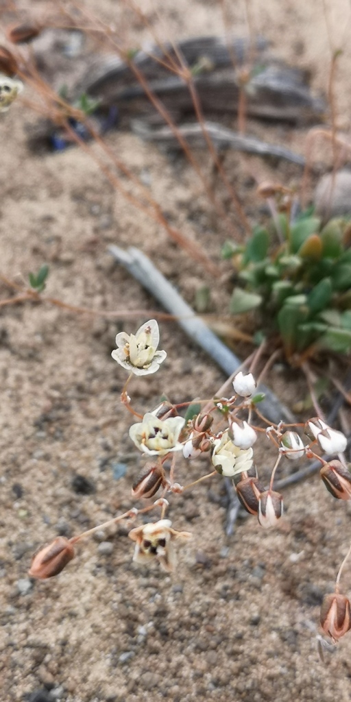 Cave Spookasem from Rogge Cloof Farm on October 22, 2020 at 05:00 PM by ...