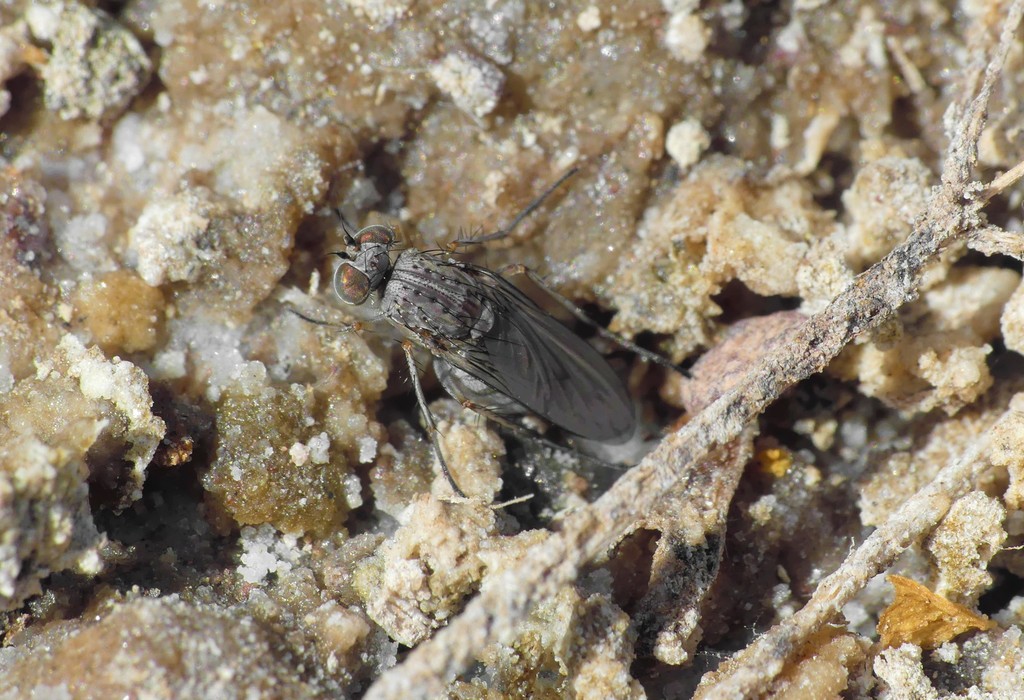 Seaweed Flies from Antofagasta, Chile on November 21, 2020 at 09:27 AM ...