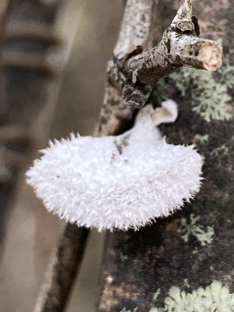 splitgill mushroom from Bridgeport, TX, US on November 23, 2020 at 09: ...
