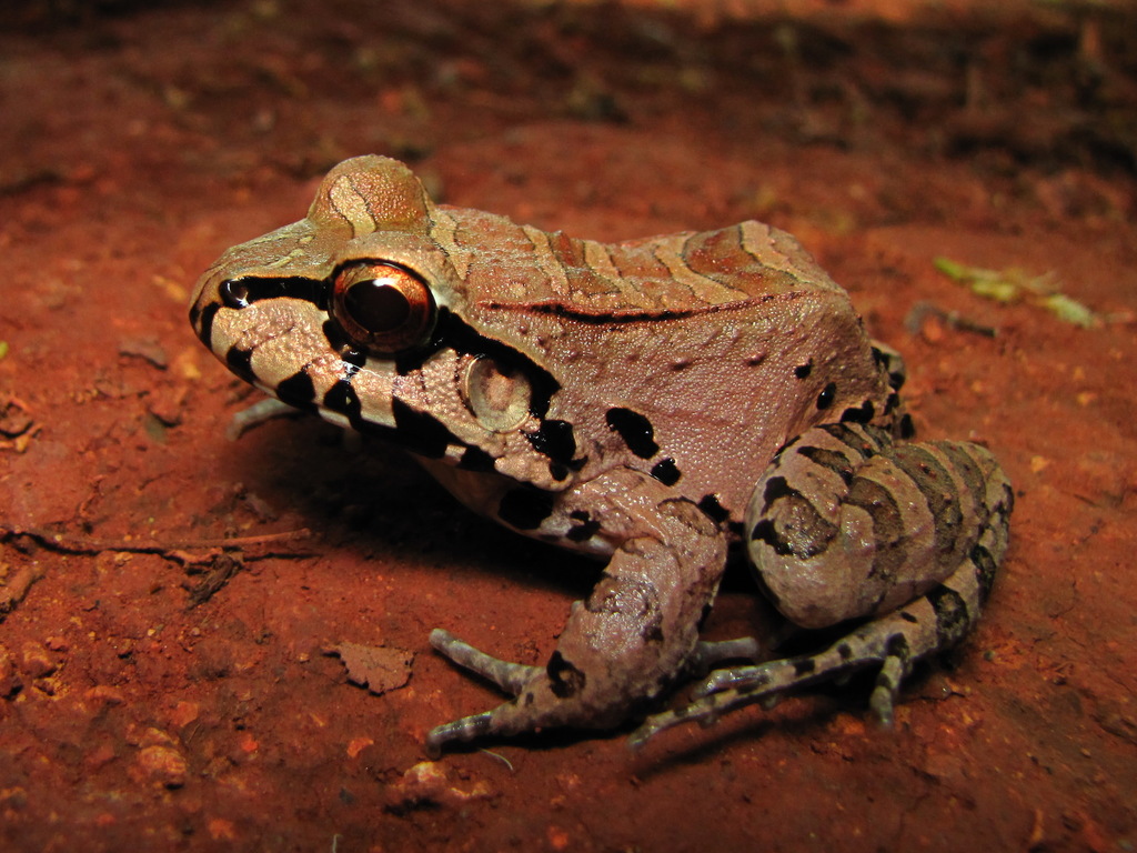 Neotropical Grass Frogs from Oriximiná - PA, Brasil on September 22 ...