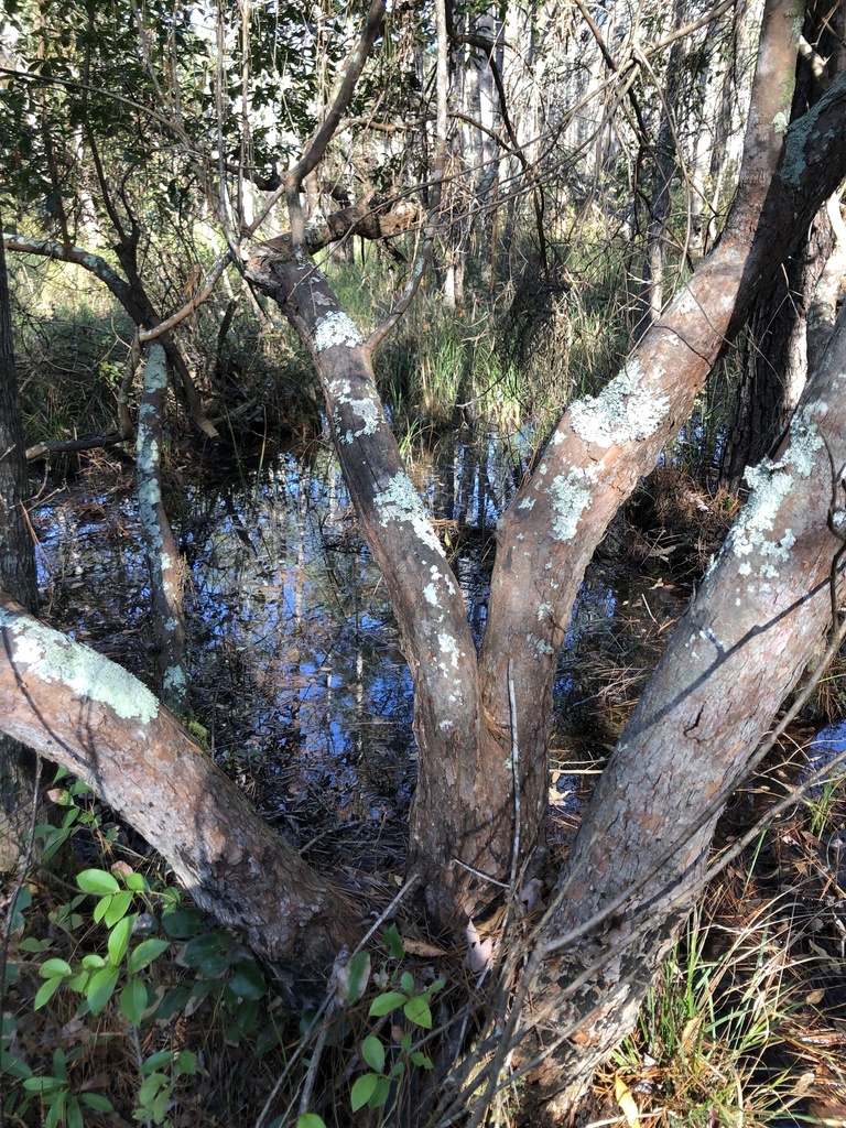 Swamp titi from Francis Marion National Forest, Huger, SC, US on ...