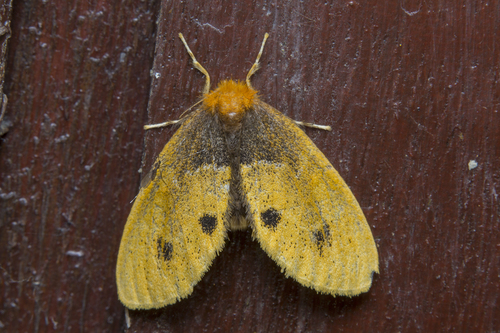 Artaxa gentia · iNaturalist