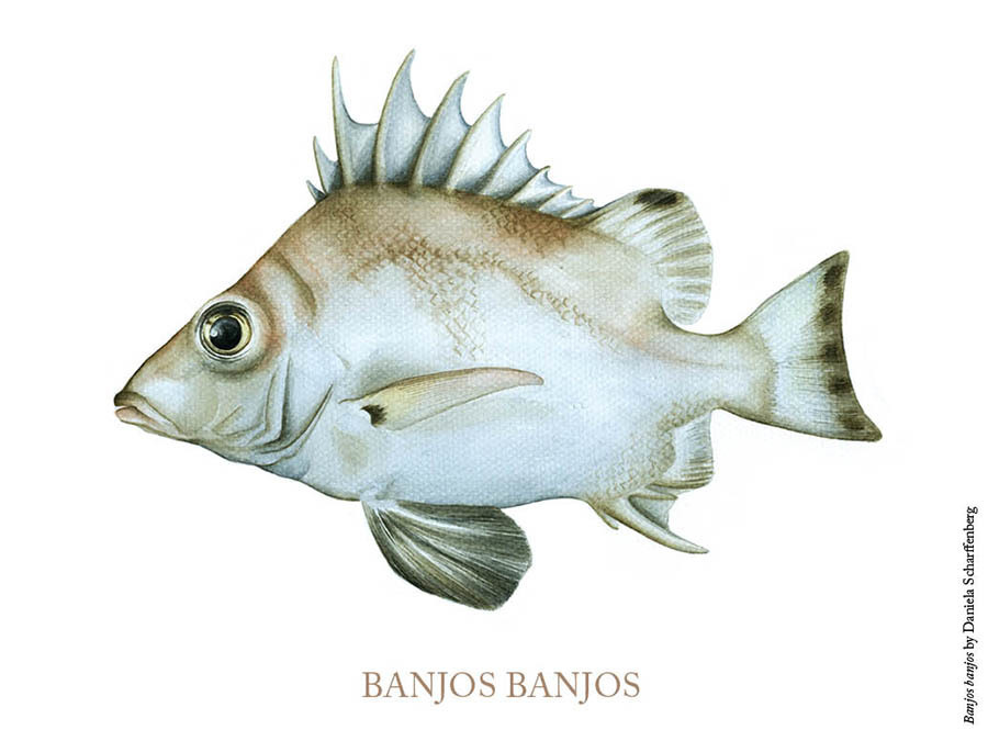 Banjofish (Banjos banjos) - Marine Life Identification
