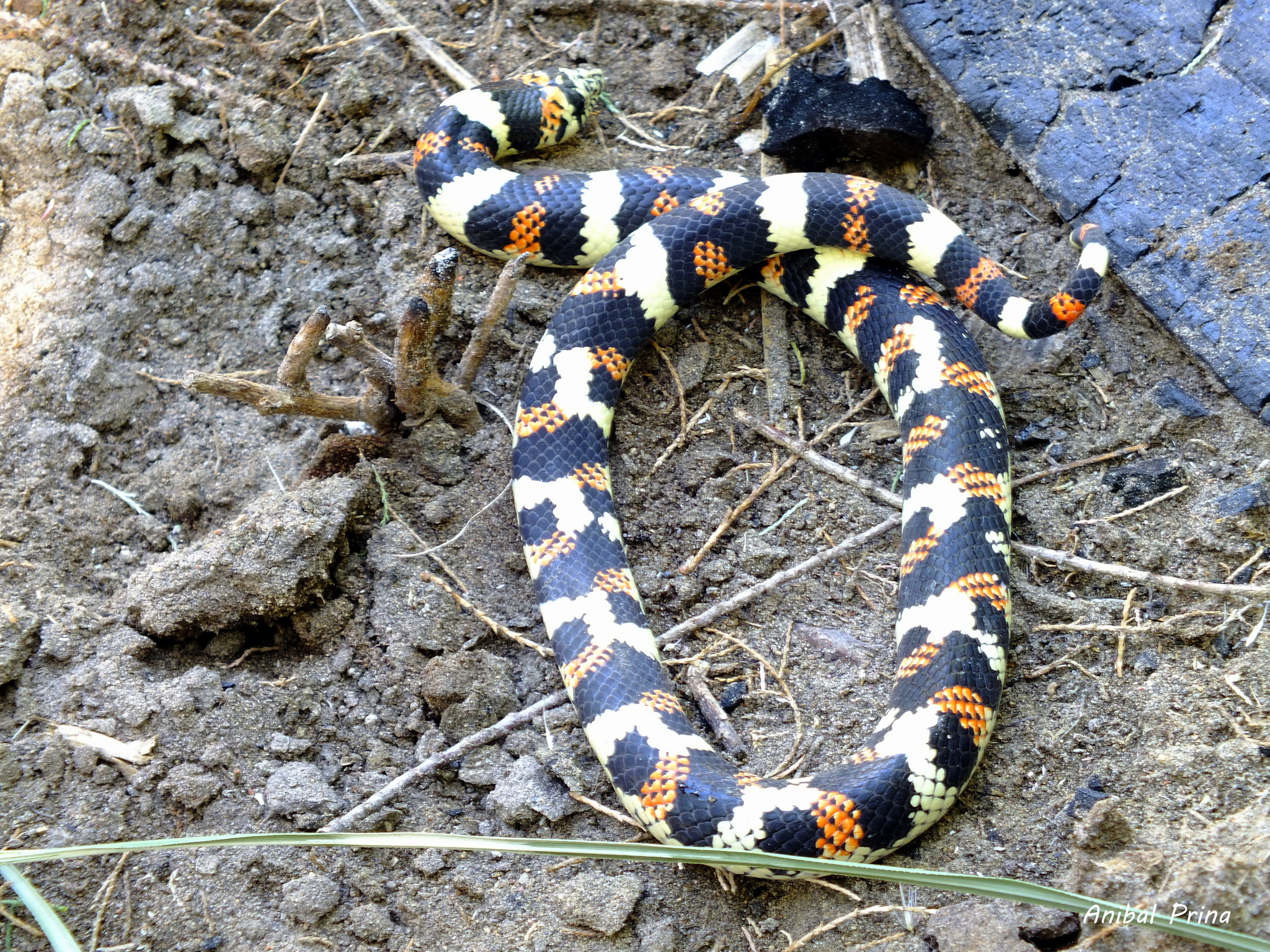 Xenodon semicinctus (Duméril, Bibron & Duméril, 1854)