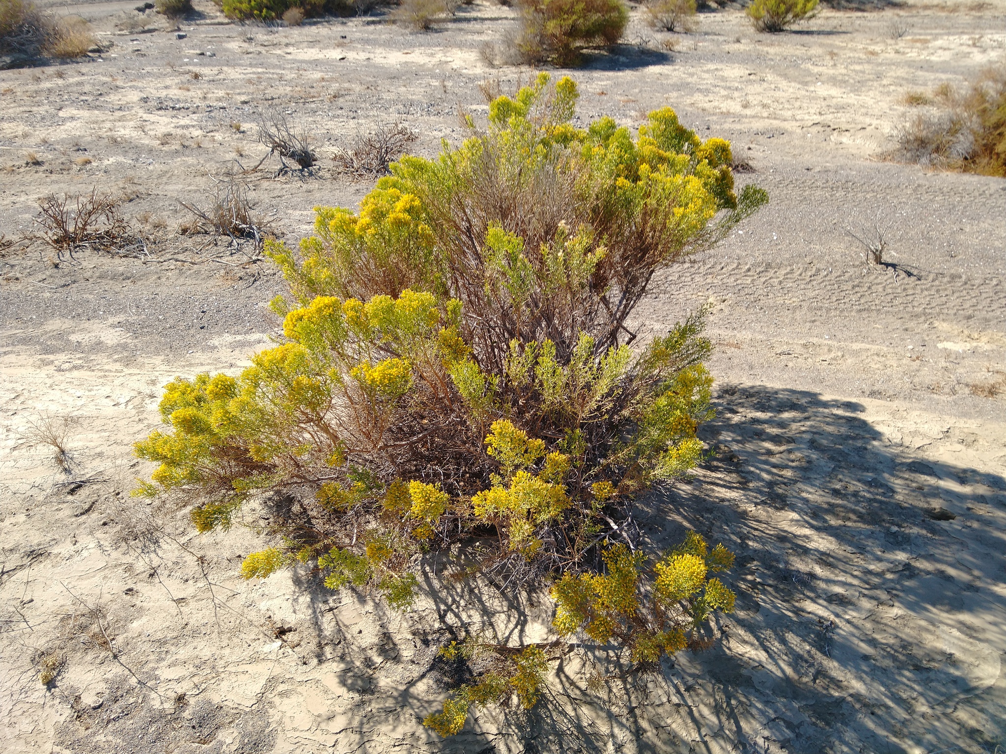 Gundlachia diffusa (Benth.) Urbatsch & R.P.Roberts