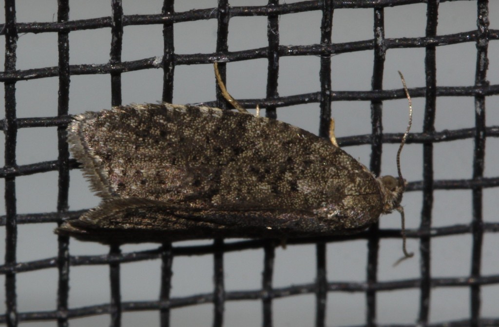 Spruce Budworm Moth from Chandler, QC, Canada on June 30, 2020 at 11:17 ...