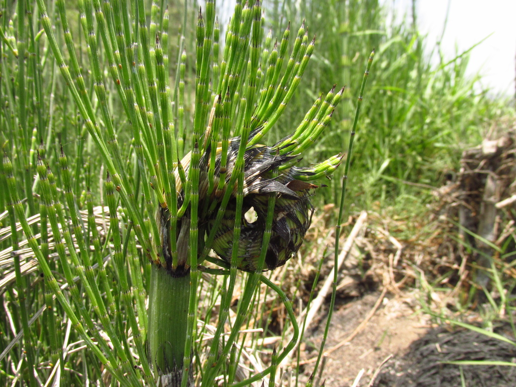 Hippochaete from Mala, Cañete, Lima, Perú on February 7, 2016 at 12:33 ...