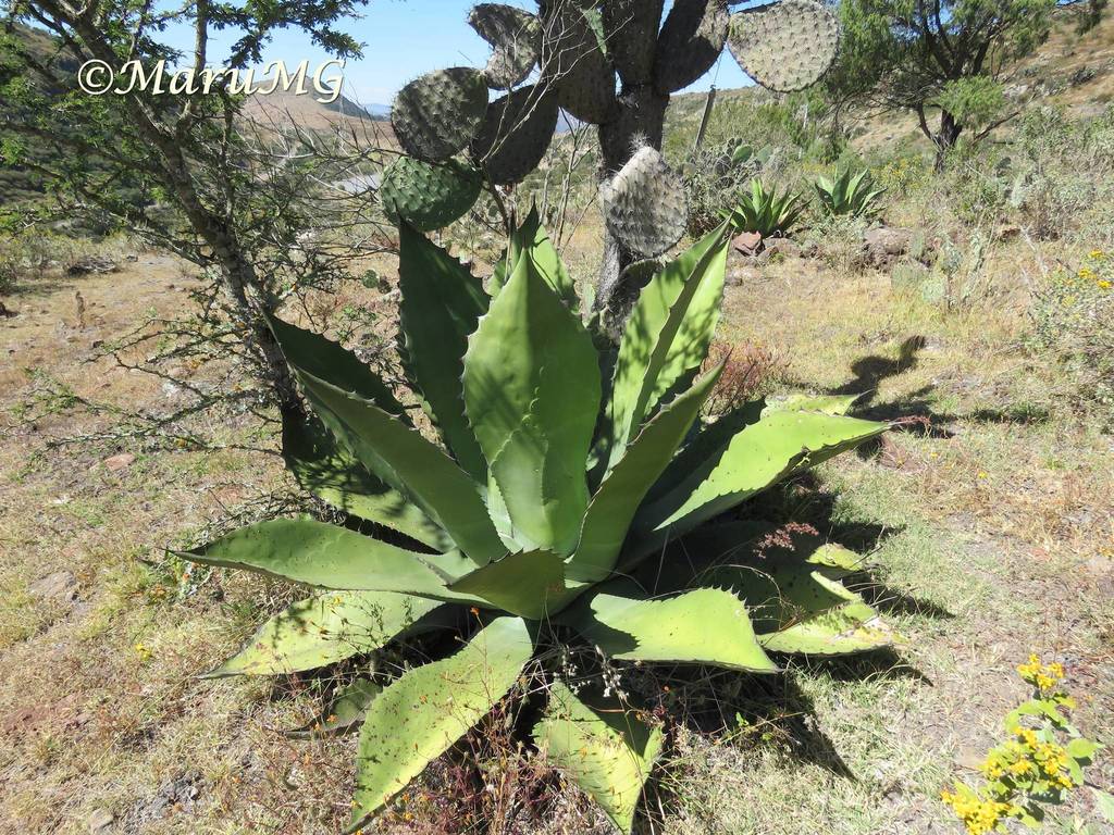 Pulque agave from Victoria, Gto., México on November 7, 2020 at 12:41 ...