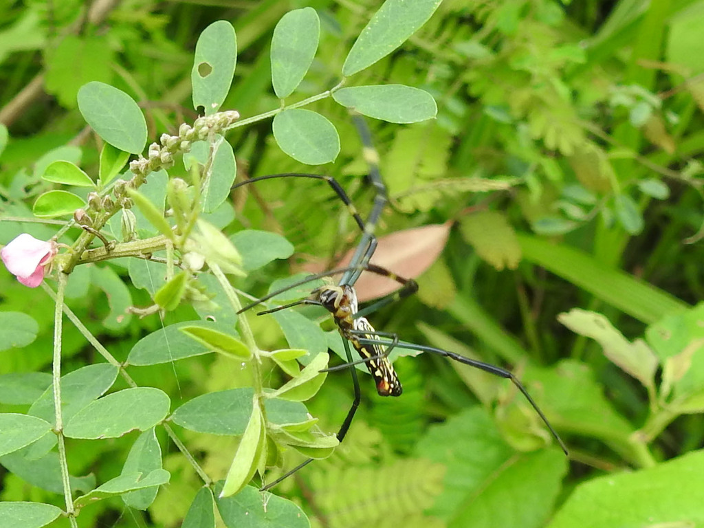 Joro Spider from Qiubei, Wenshan, Yunnan, China on August 04, 2017 at ...