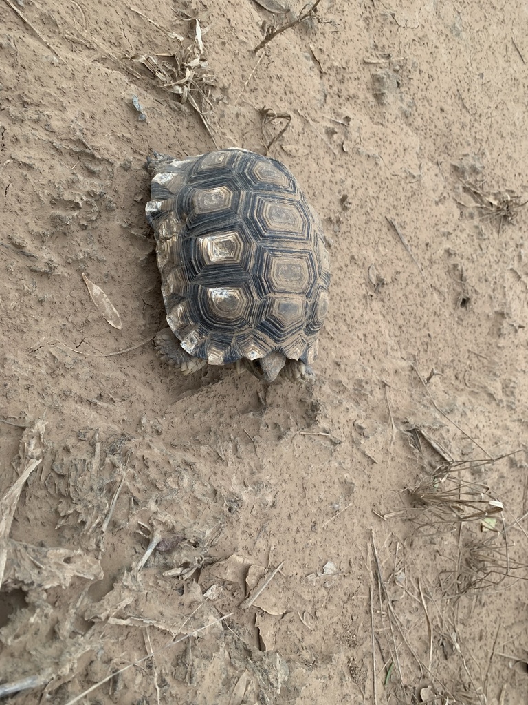 Chaco Tortoise in November 2019 by jlcartes · iNaturalist