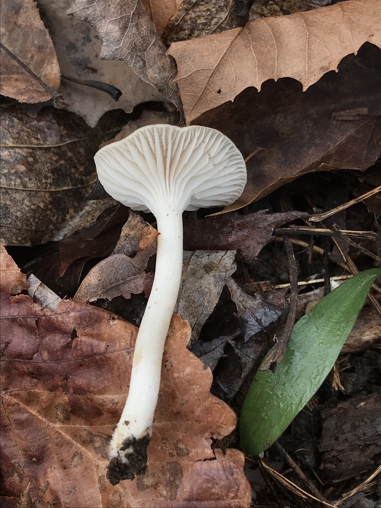 Cuphophyllus from Albert Johnson Rd, Nashville, IN, US on November 23 ...