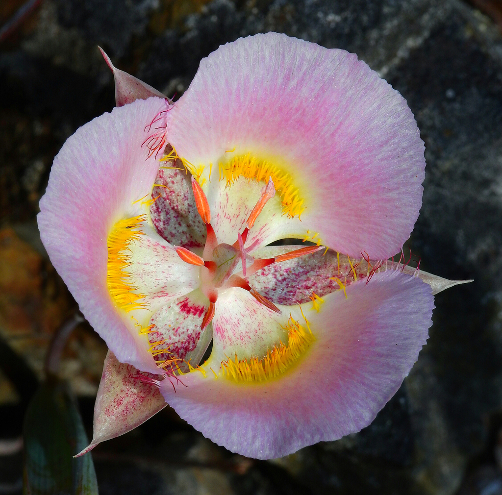 mariposa lilies (Calochortus) - Botanical Realm