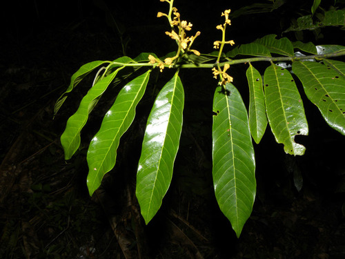 Virola laevigata · NaturaLista Colombia