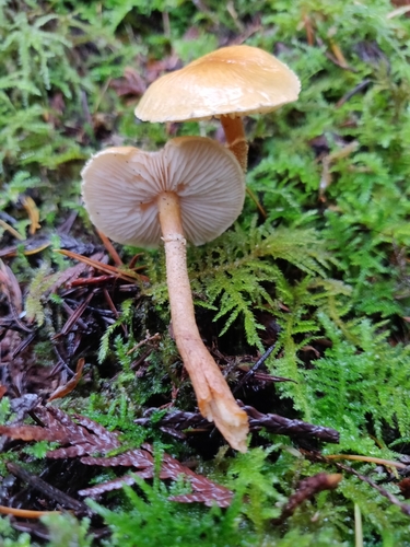 Cystoderma amianthinum (Guía general de Macrohongos de Costa Rica ...