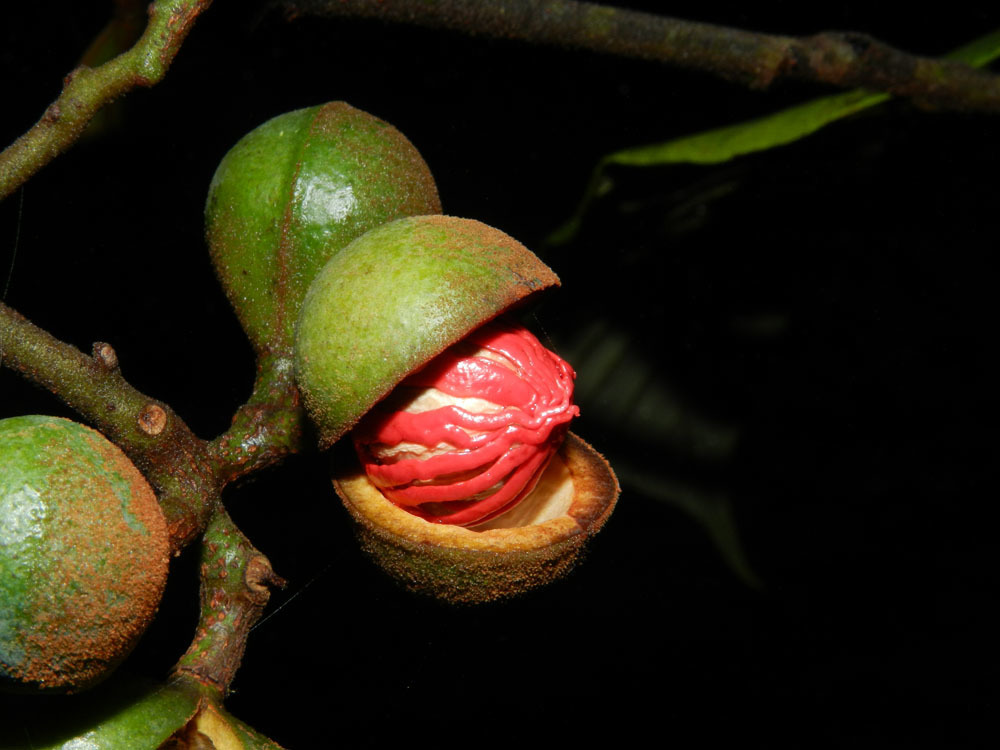 (Virola) - Botanical Realm