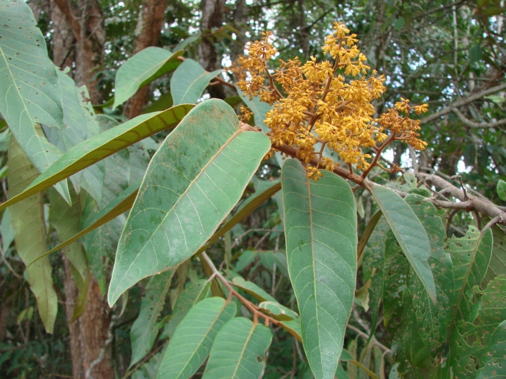 (Virola) - Botanical Realm