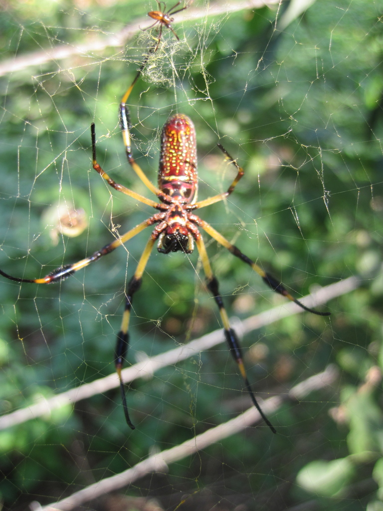 Golden Silk Spider from Utila, Honduras on February 15, 2010 at 04:47 ...