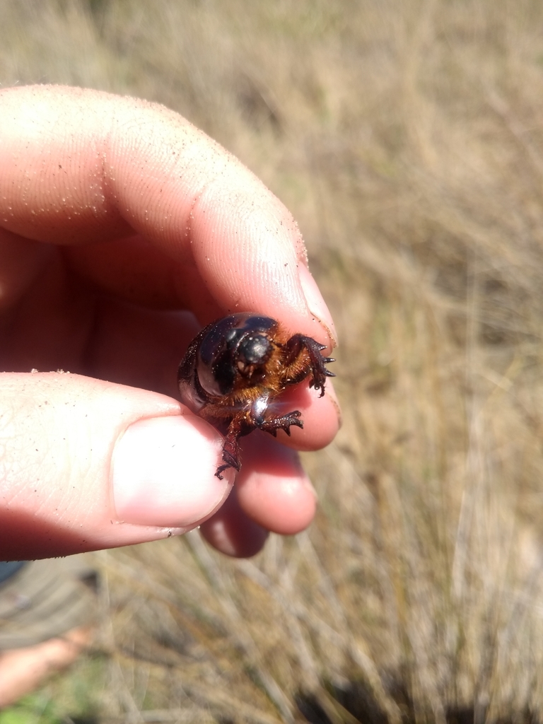 Large Sand Scarab from Canterbury 7630, New Zealand on November 24 ...