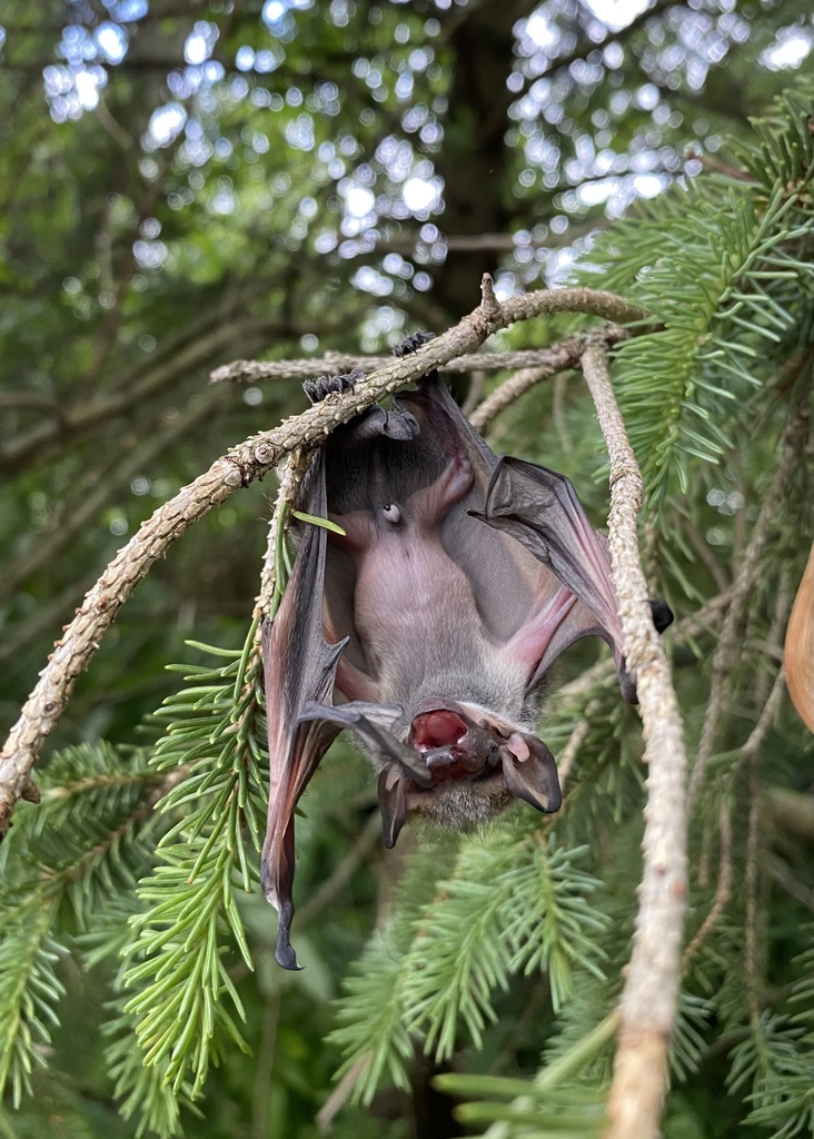 Hoary Bat from W Monee Manhattan Rd, Monee, IL, US on June 9, 2020 at ...