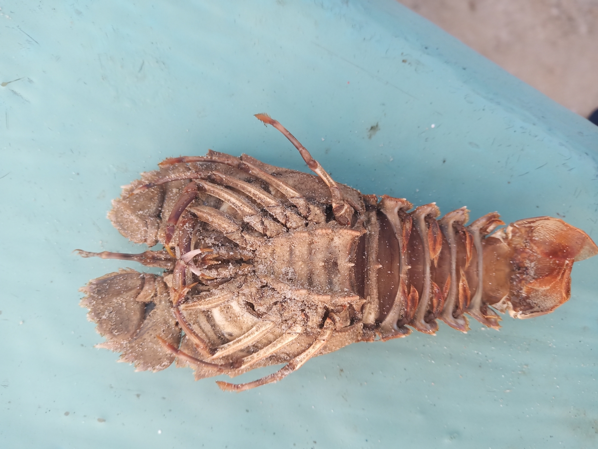 Thenus orientalis (Lund, 1793)