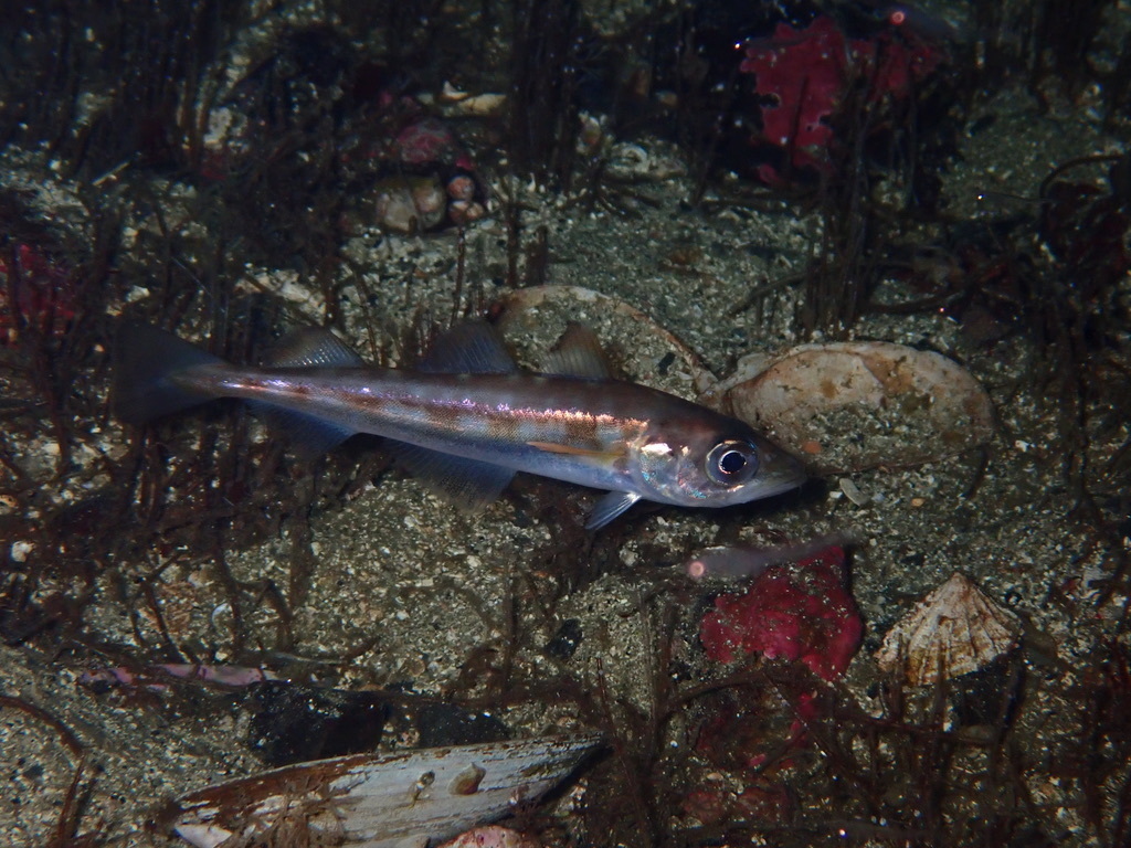 Pacific Cod (Gadus macrocephalus) - Marine Life Identification